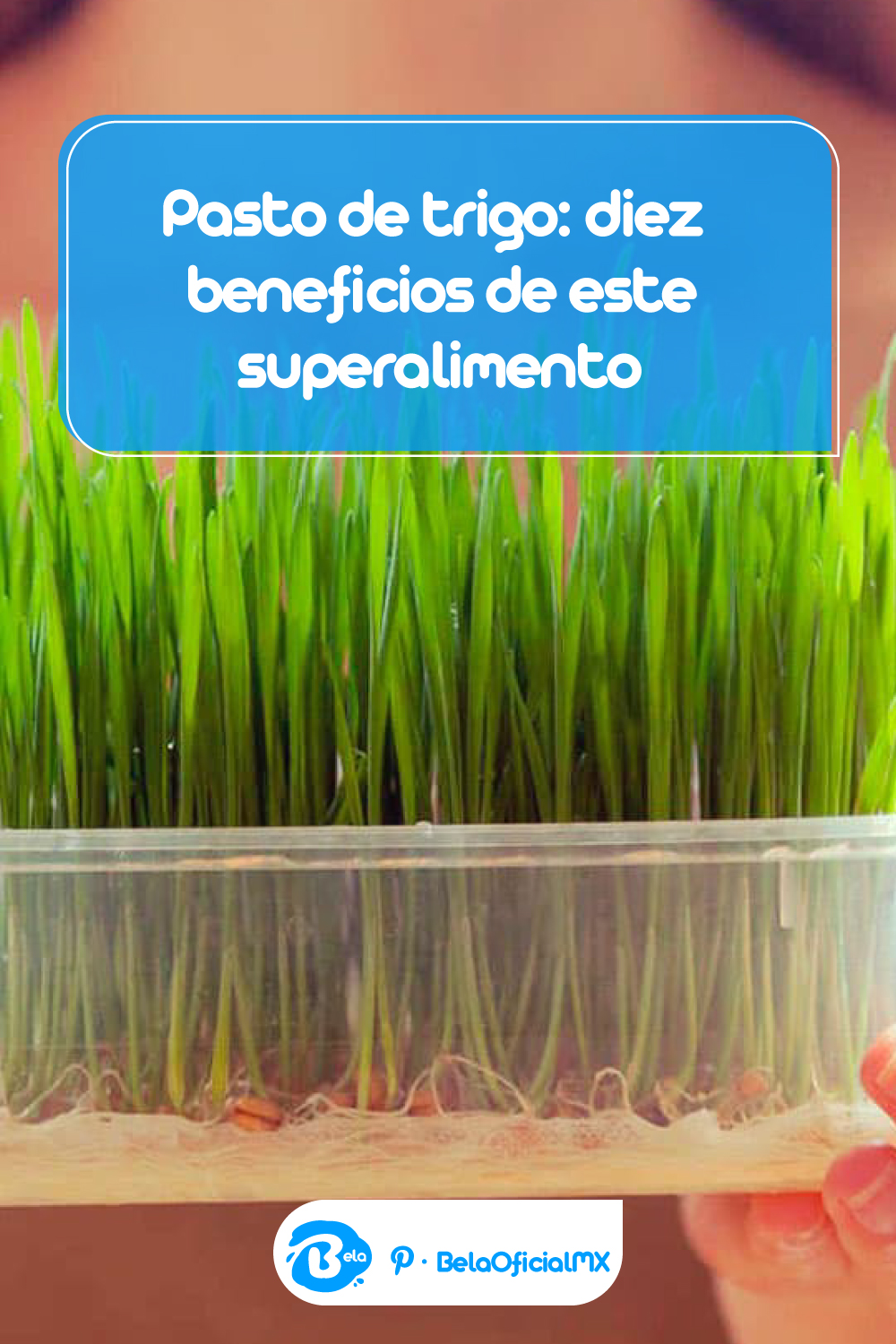 Pasto de trigo: 10 beneficios de este superalimento | Agua Bela ...